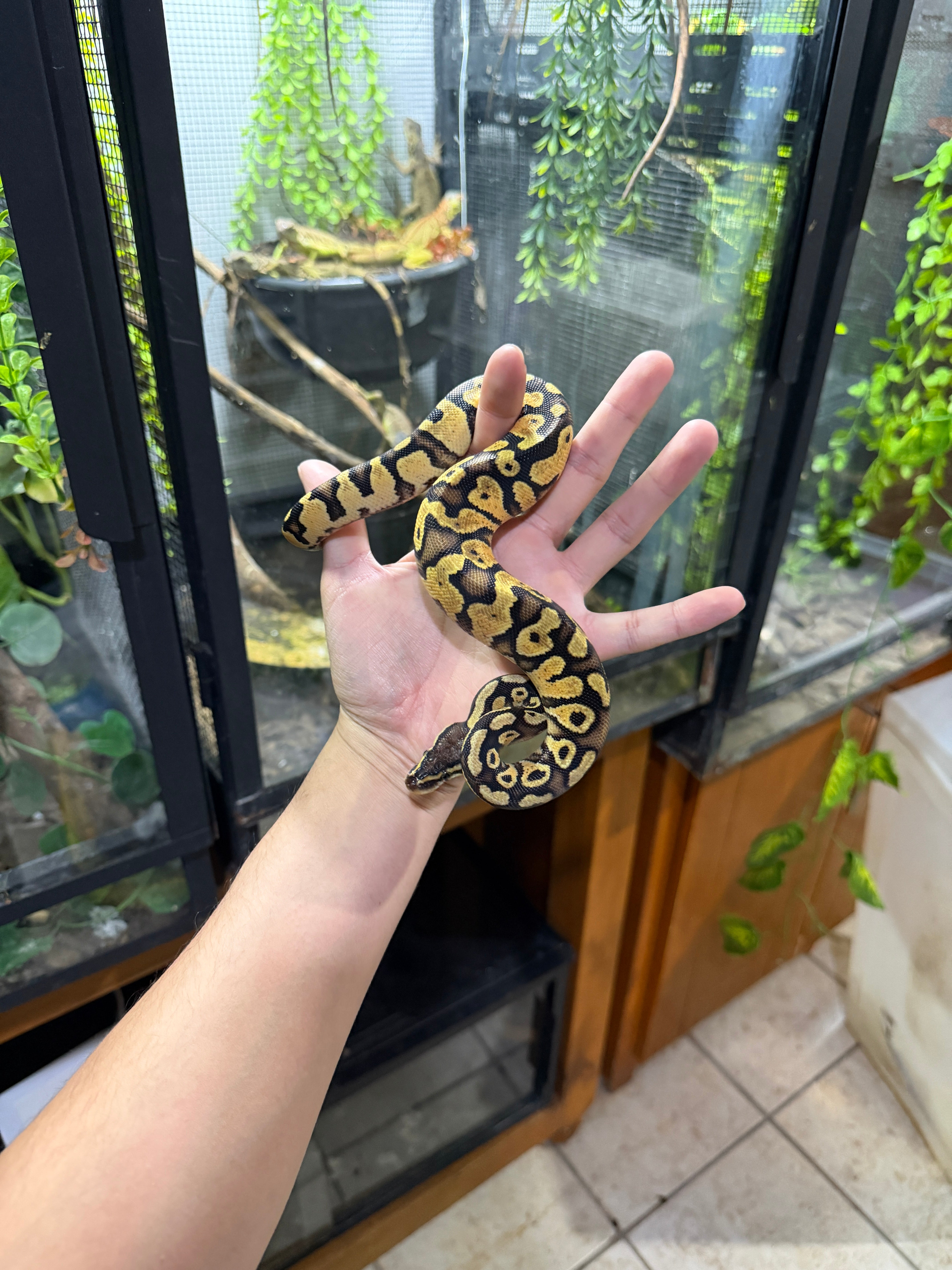 PITONES BOLA – Reptile World