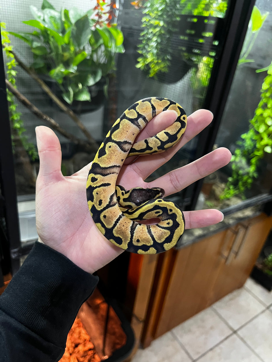 PITONES BOLA – Reptile World