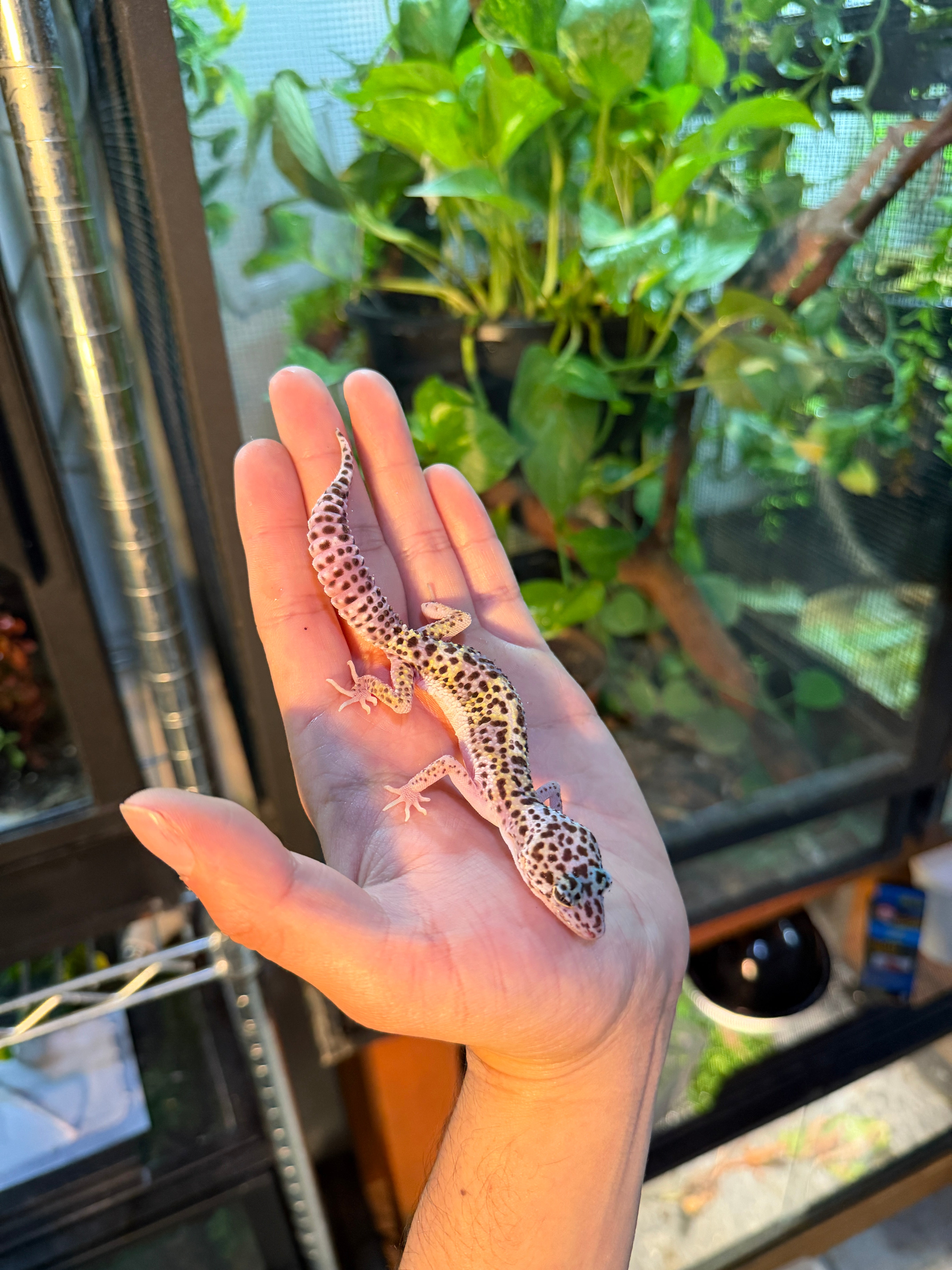GECKO LEOPARDO MACK SNOW PH BELL/BLIZZARD 119 – Reptile World