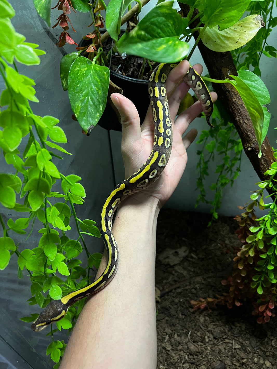 PITONES BOLA – Reptile World