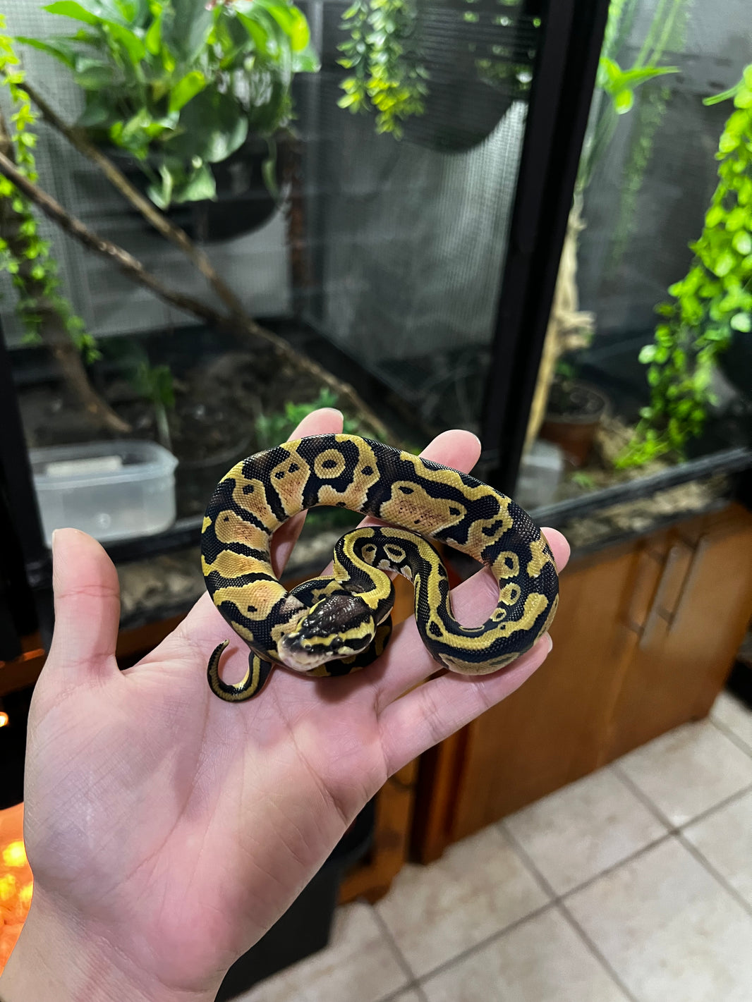 PITONES BOLA – Reptile World