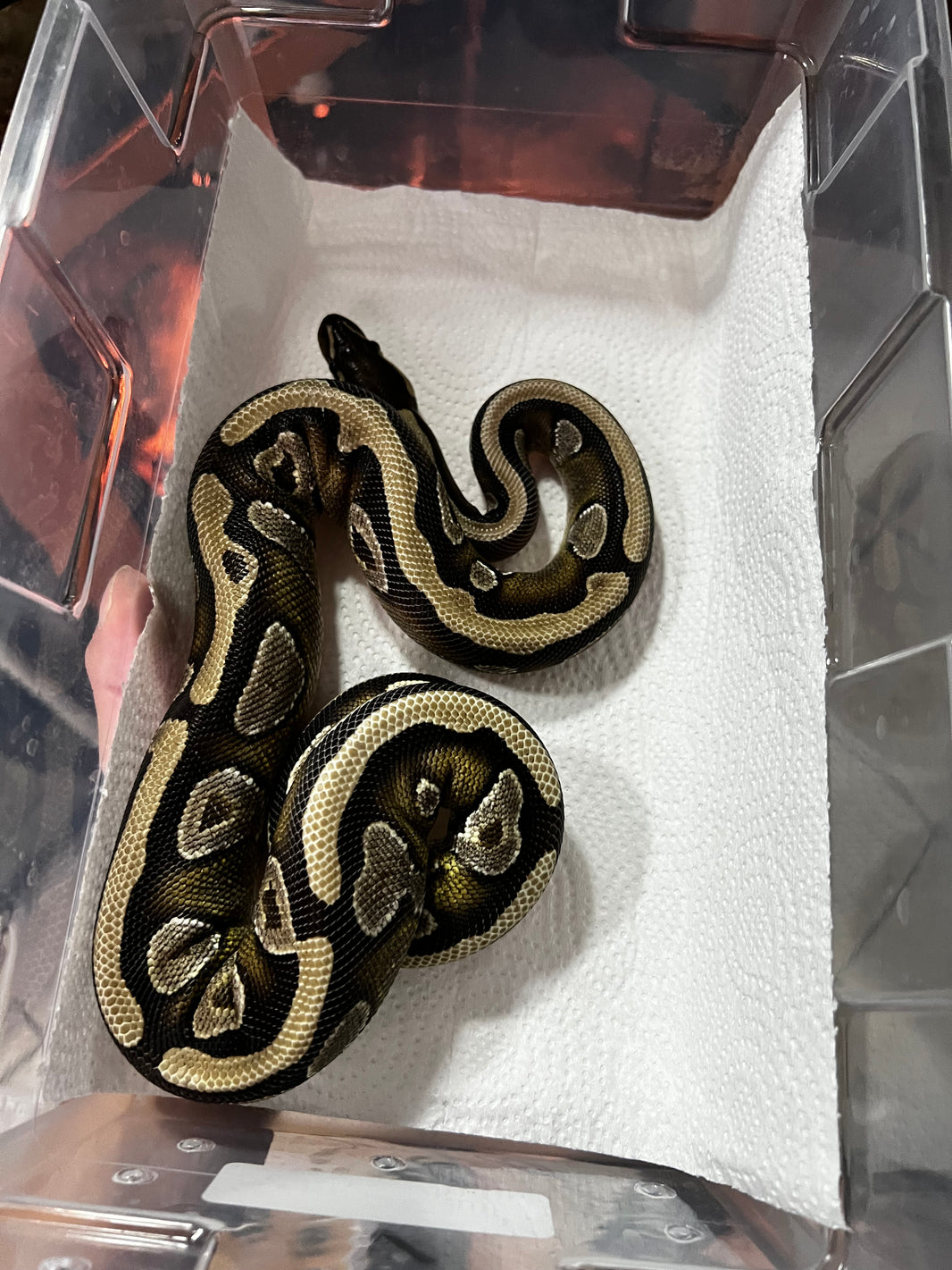 PITONES BOLA – Reptile World