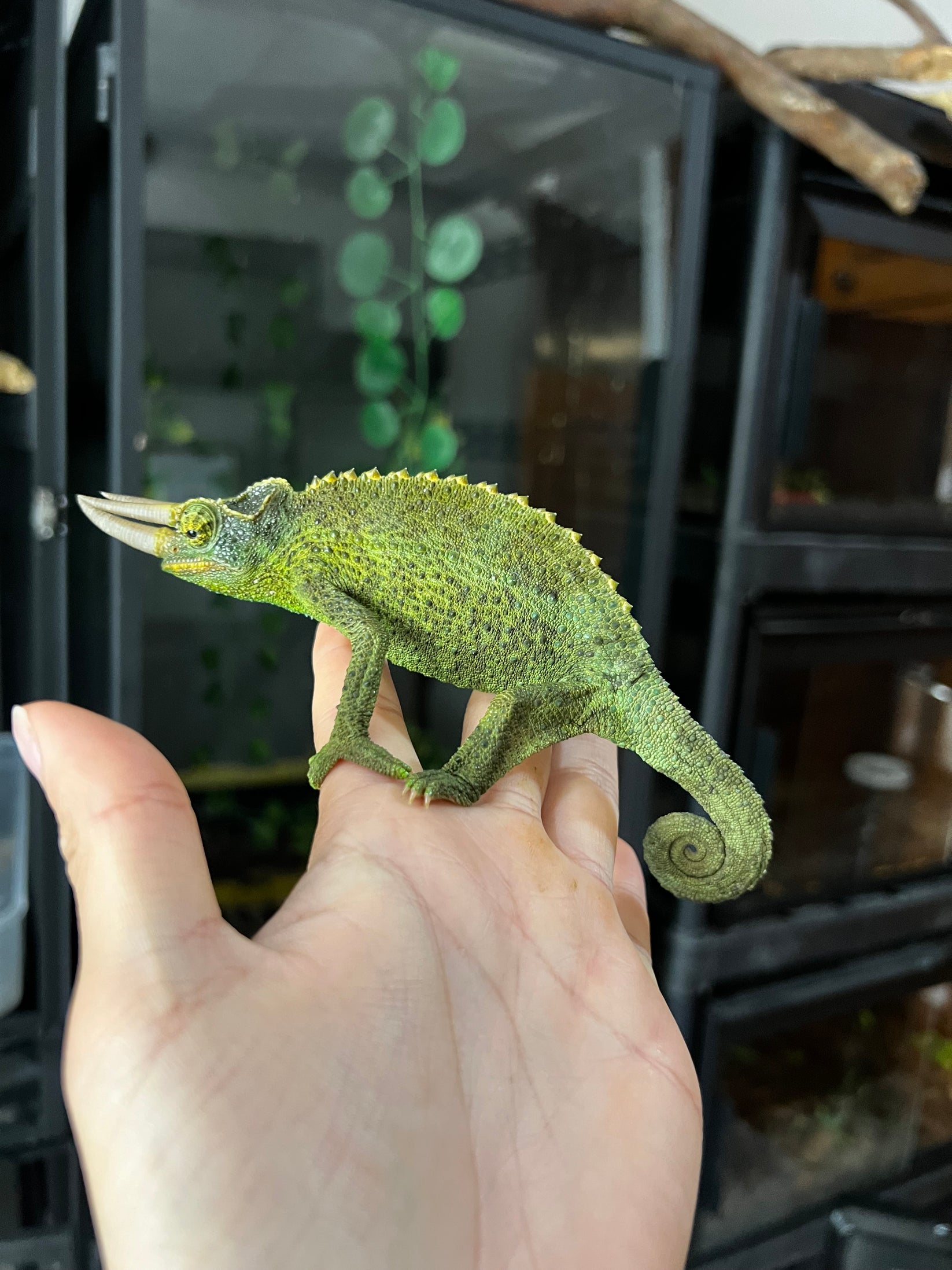 CAMALEÓN DE JACKSON MACHO – Reptile World