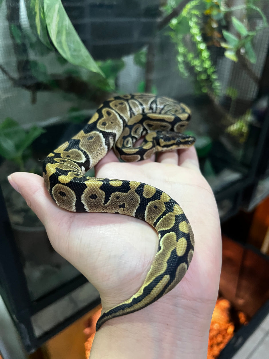 PITONES BOLA – Reptile World