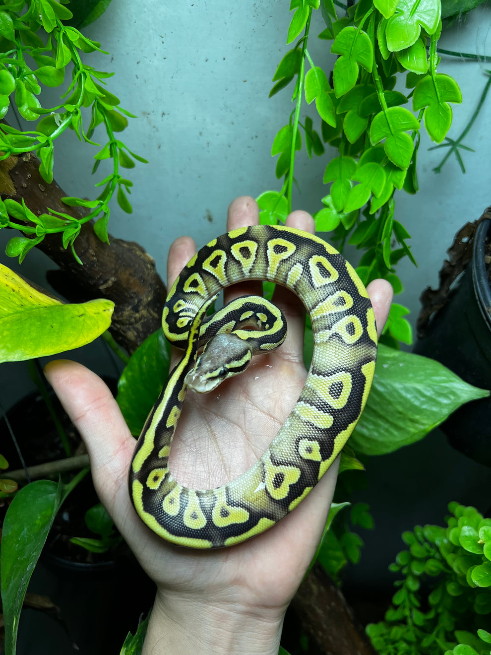 MOJAVE PASTEL HEMBRA 80 – Reptile World
