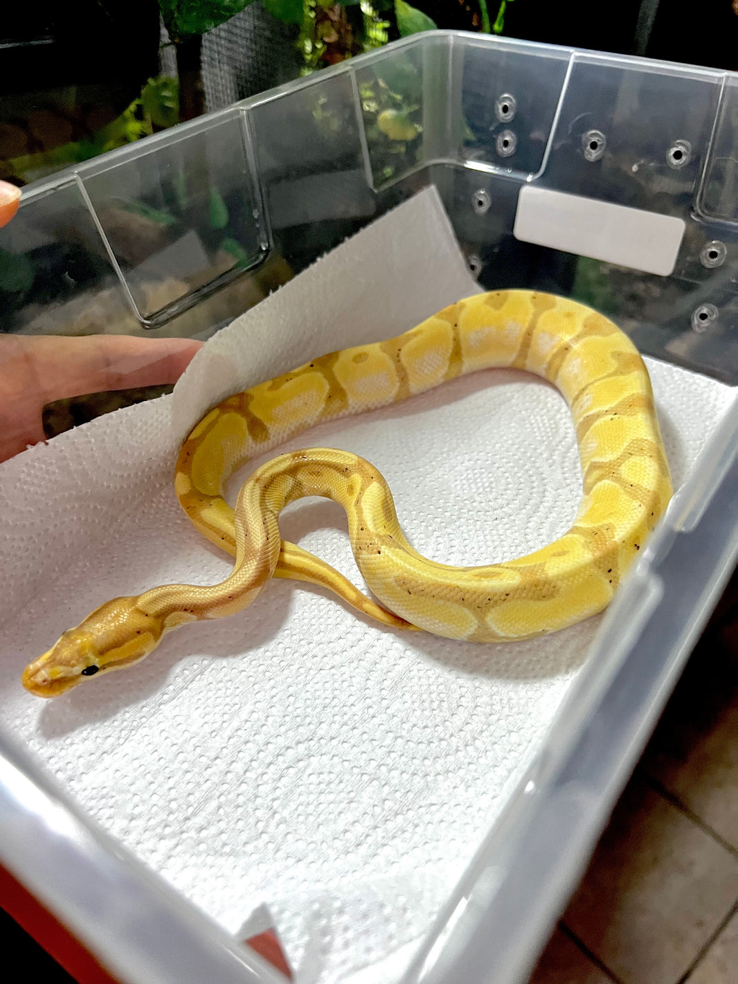 PITONES BOLA – Reptile World