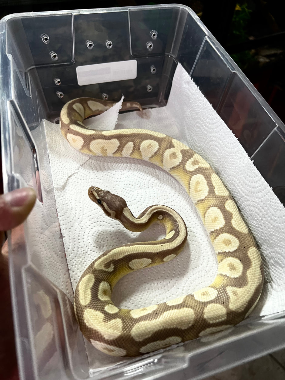 PITONES BOLA – Reptile World