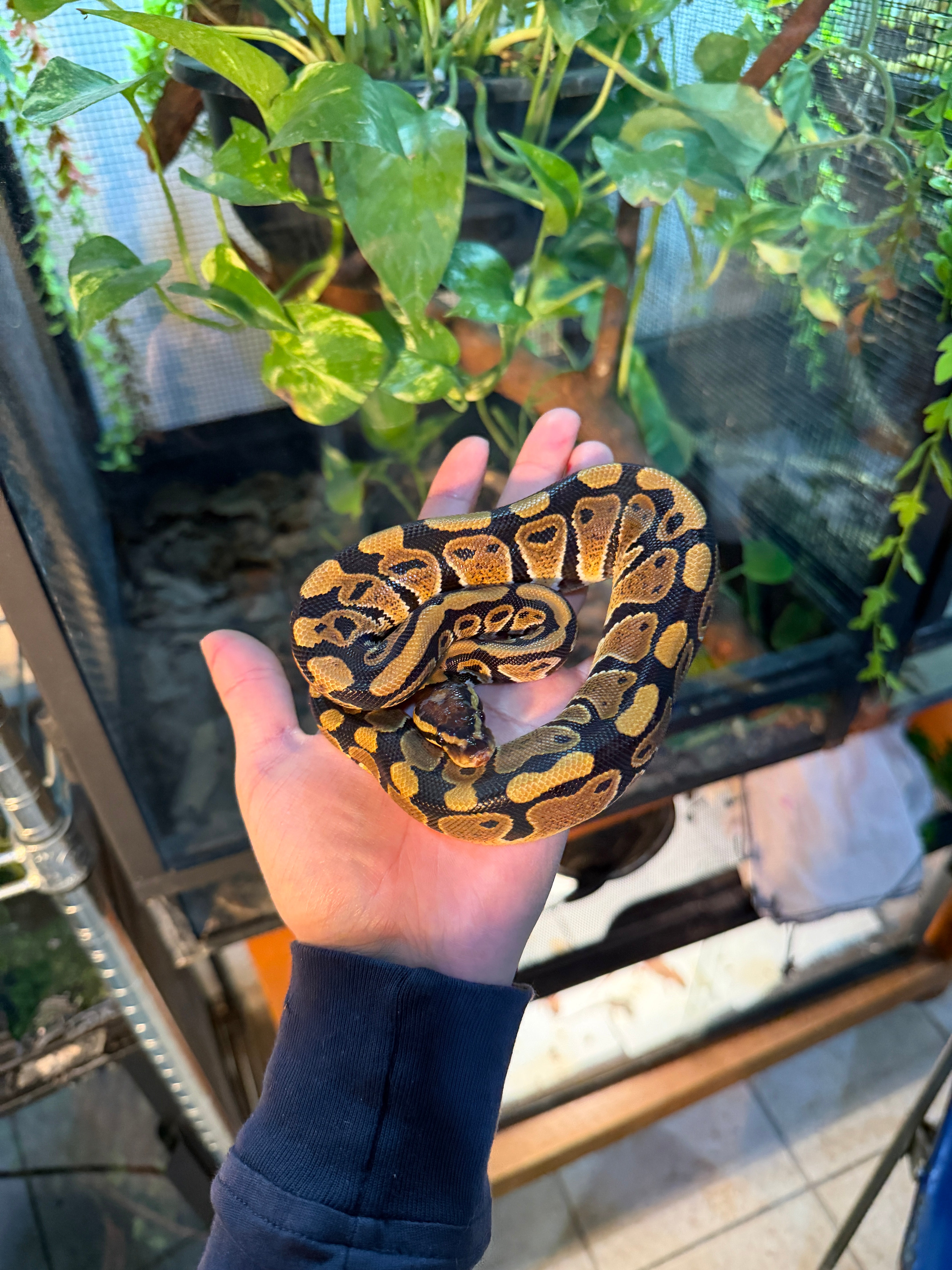 PITONES BOLA – Reptile World