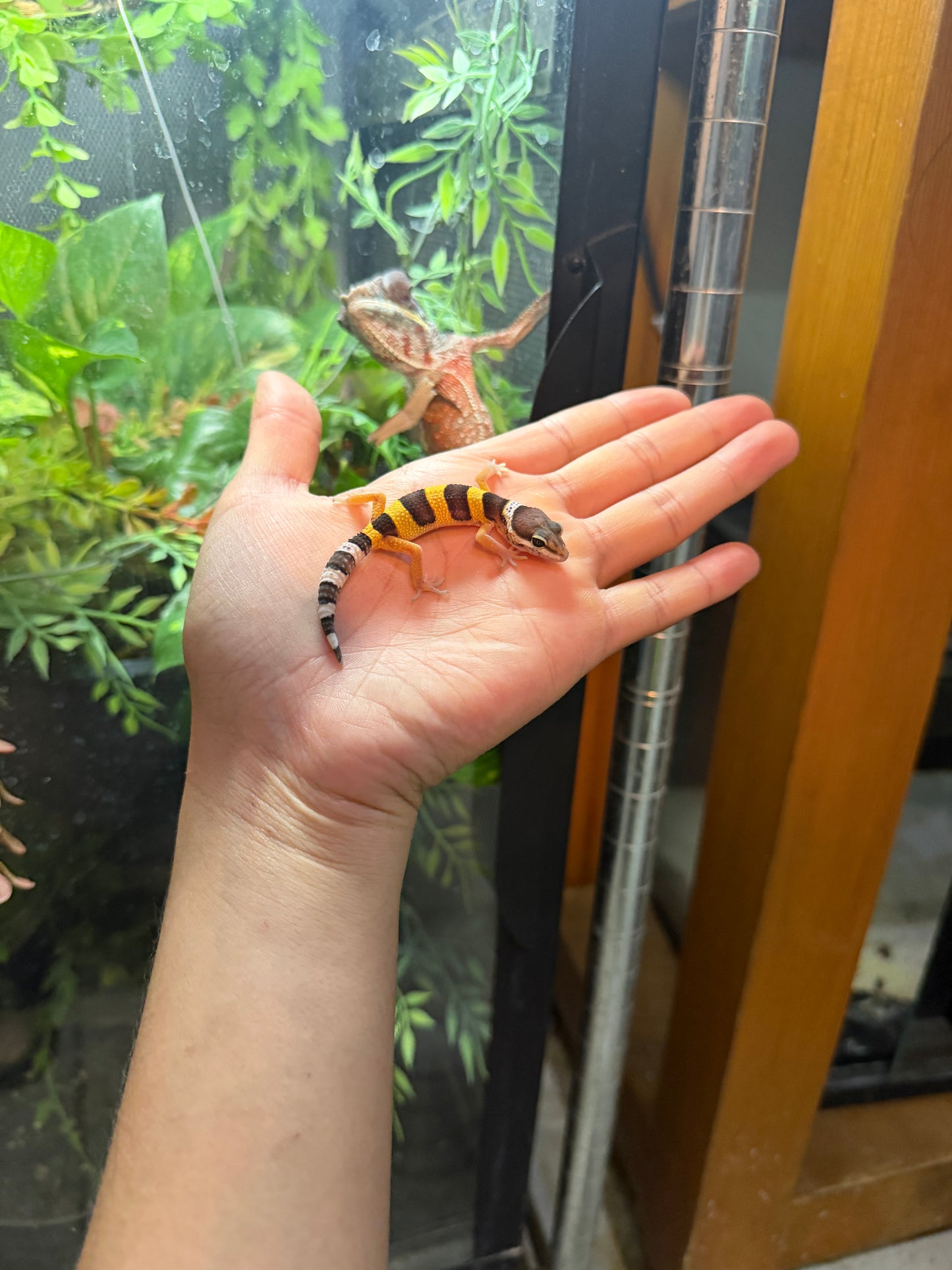 GECKO LEOPARDO HIGH YELLOW HET ECLIPSE 3 – Reptile World
