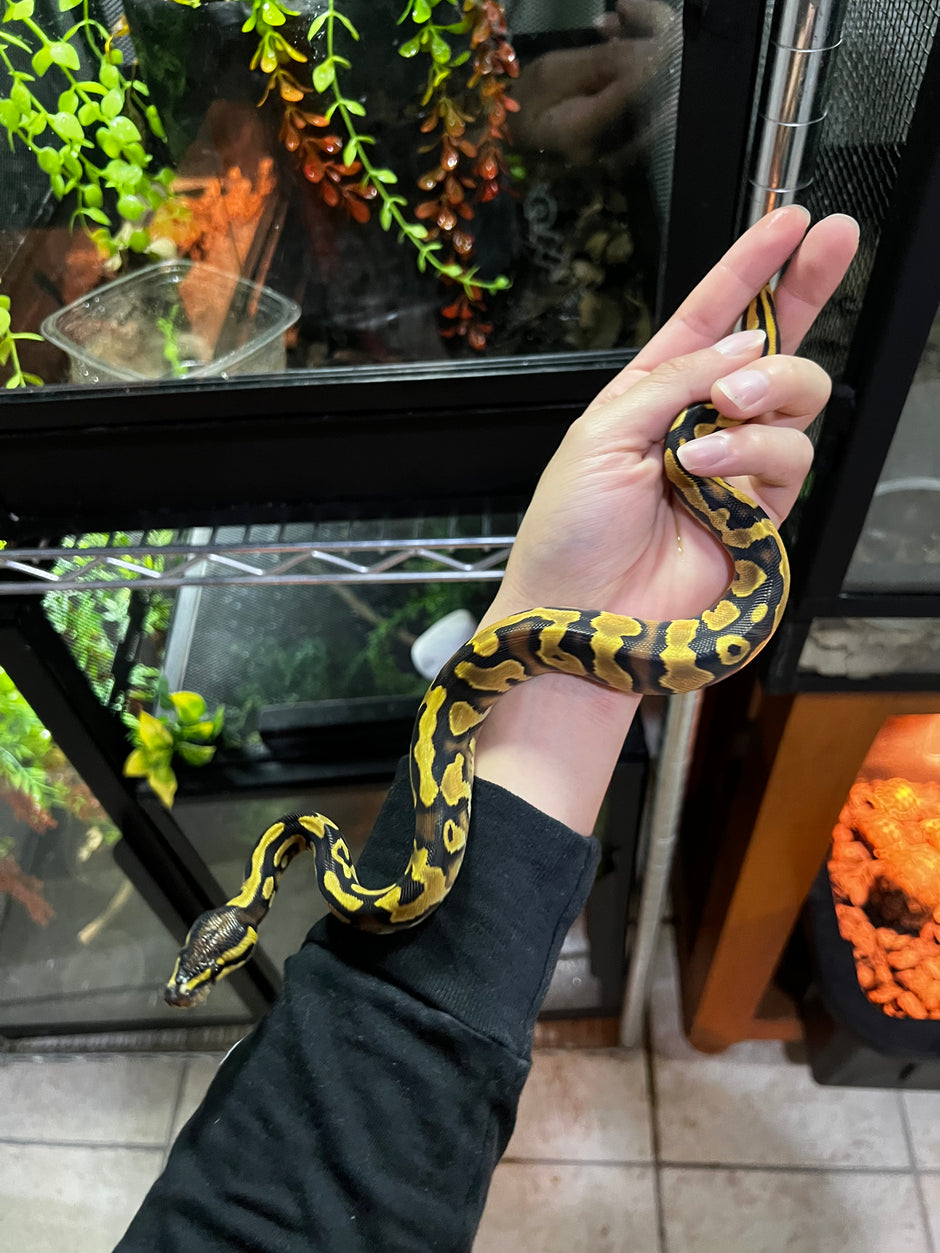 PITONES BOLA – Reptile World