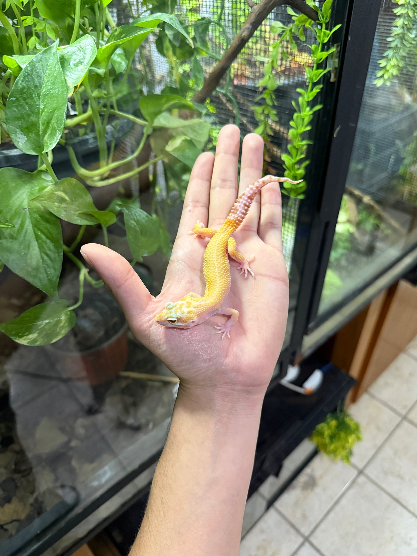 Gecko leopardo RAPTOR 53 – Reptile World