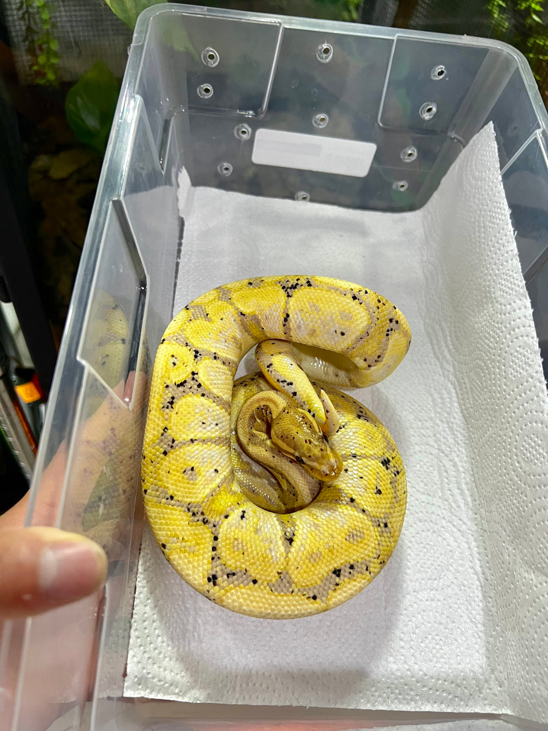 PITONES BOLA – Reptile World