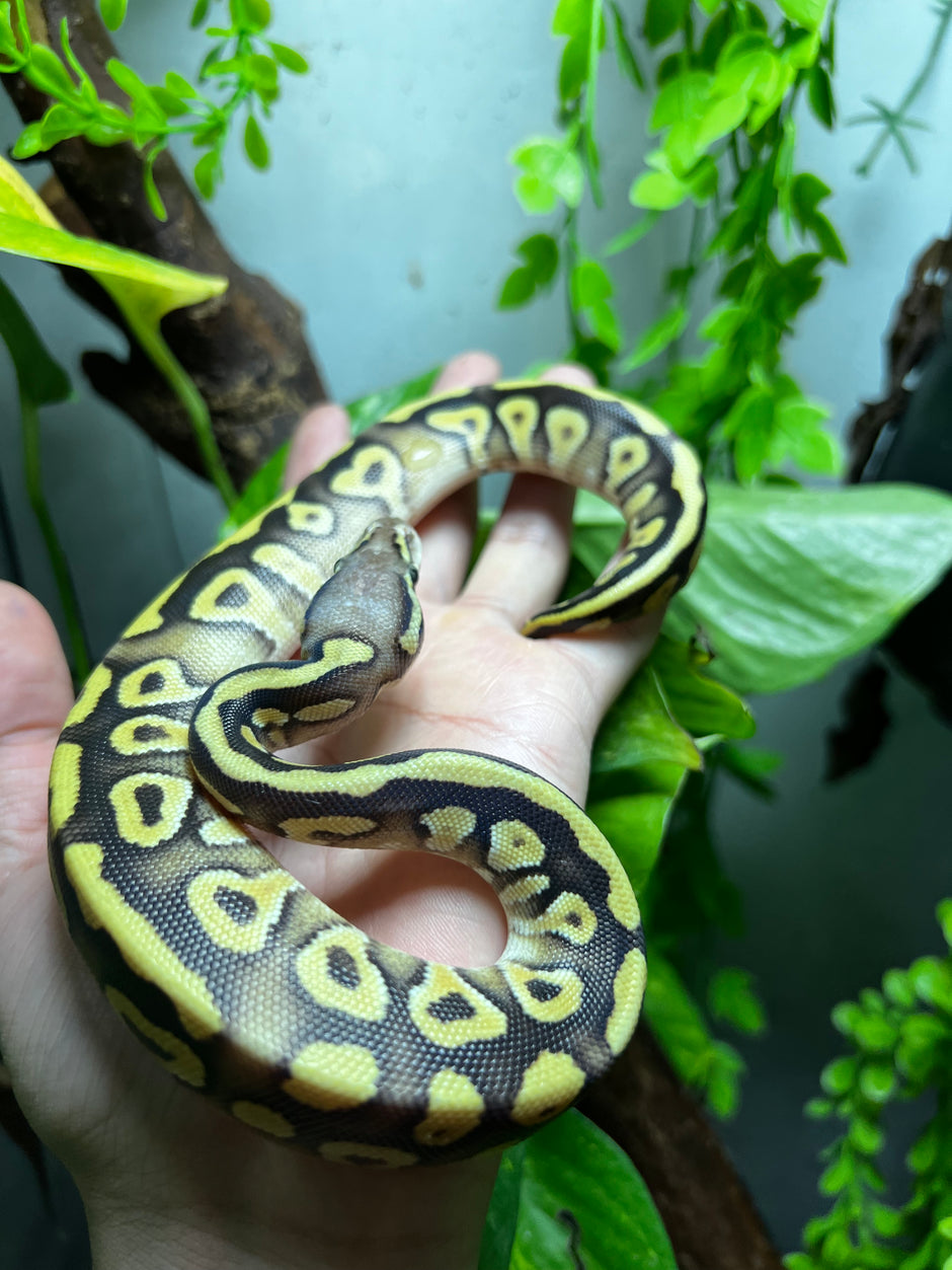 PITONES BOLA – Reptile World