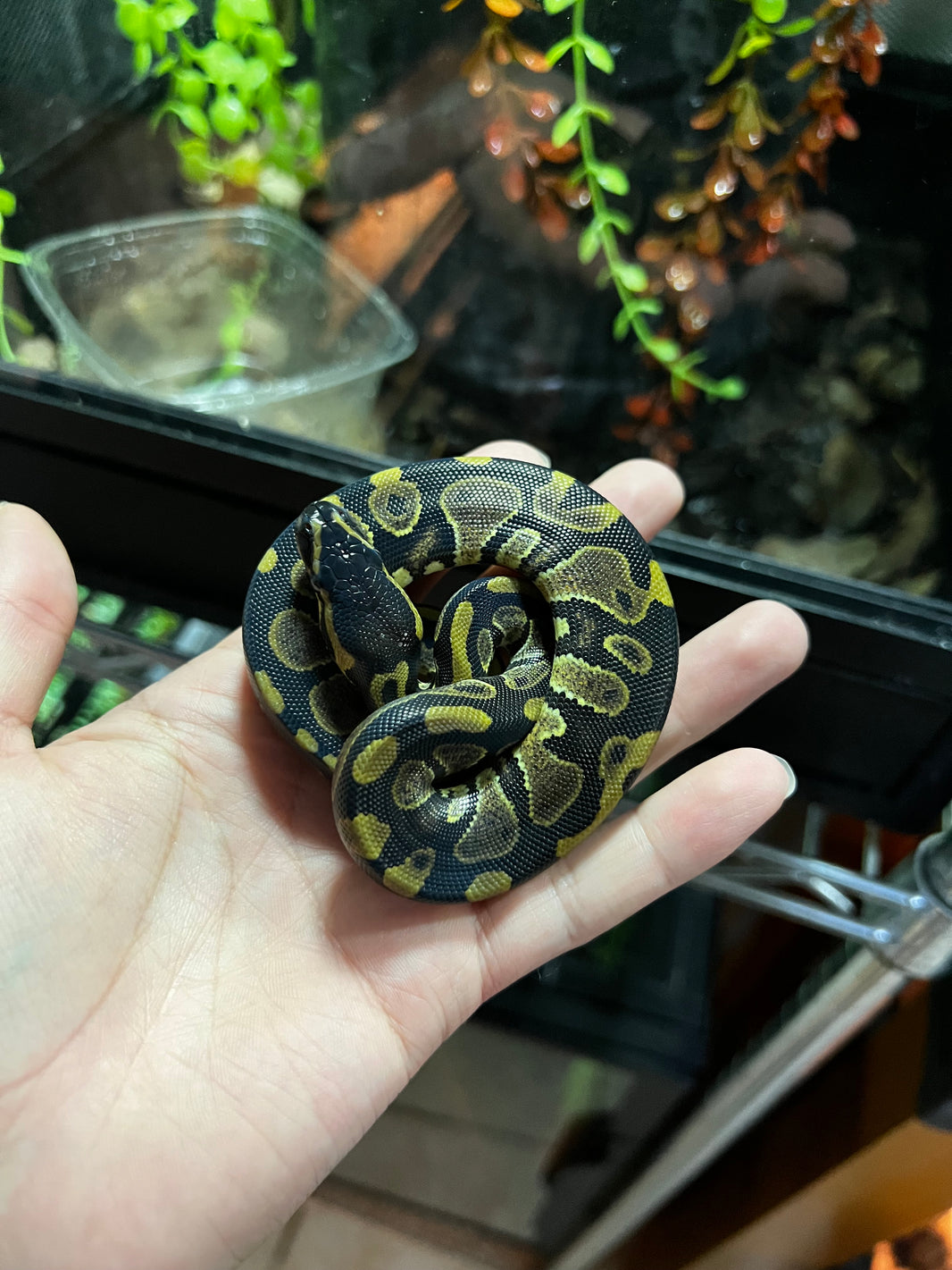 PITONES BOLA – Reptile World