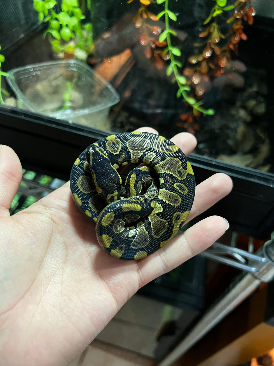 PITONES BOLA – Reptile World