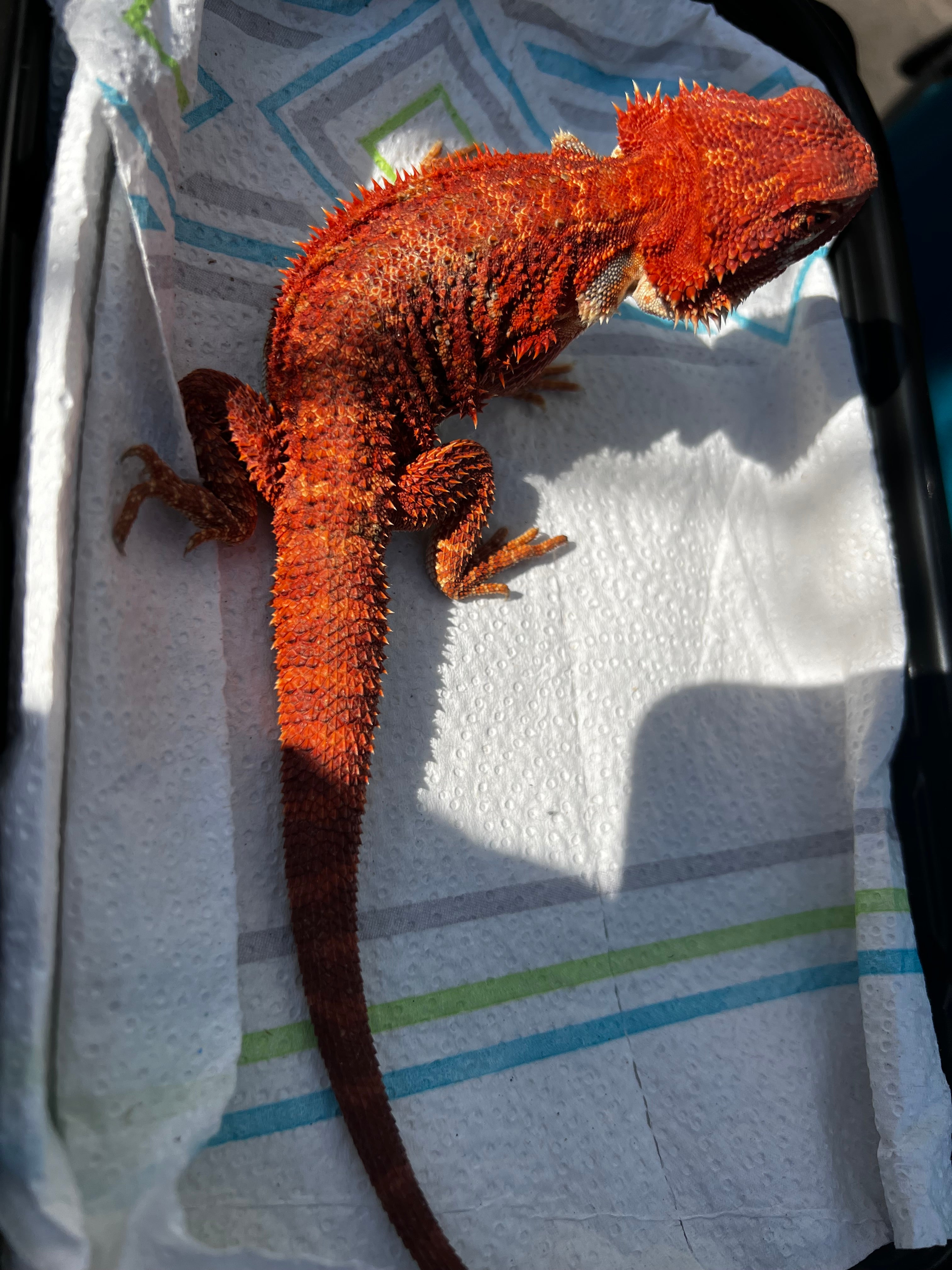 DRAGÓN BARBUDO SÚPER RED MACHO – Reptile World