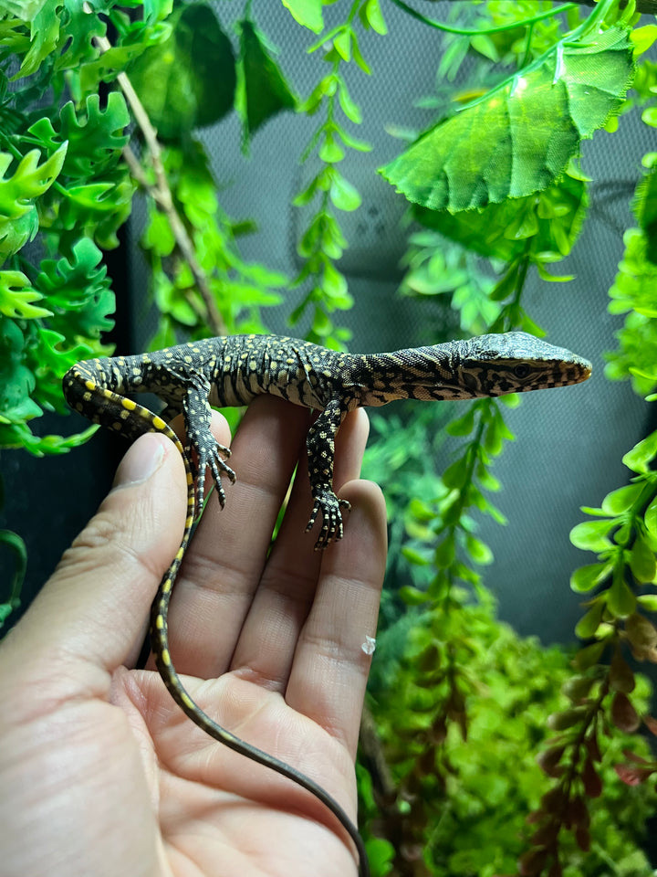 OTROS REPTILES – Reptile World