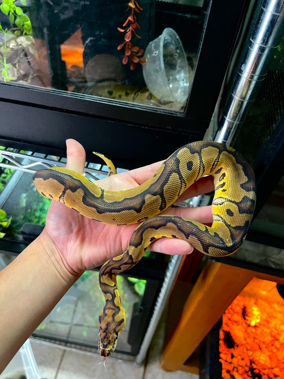 PITONES BOLA – Reptile World